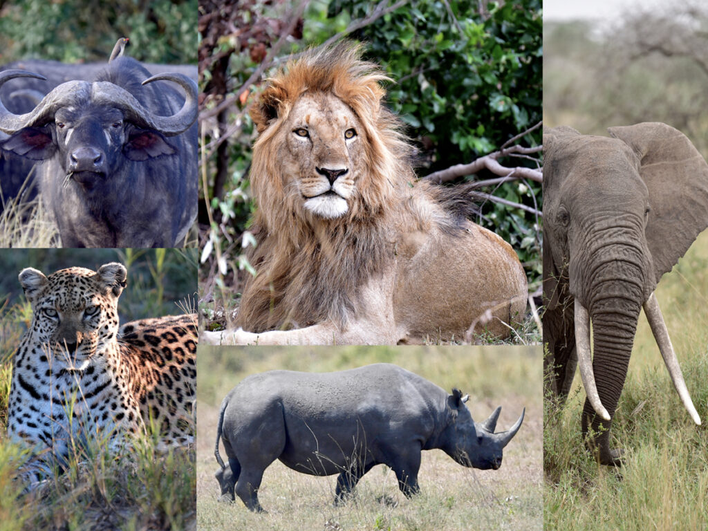 The Big 5 of Africa | One Nature Hotels
